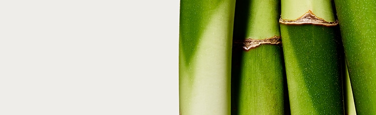 Bamboo and Pea Complex for skin | Ingredients 101 | Origins