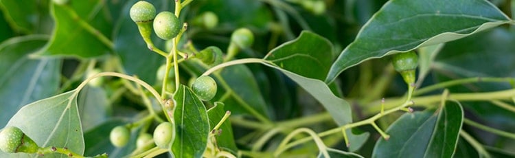 Camphor Benefits for Skin | Ingredients 101 | Origins